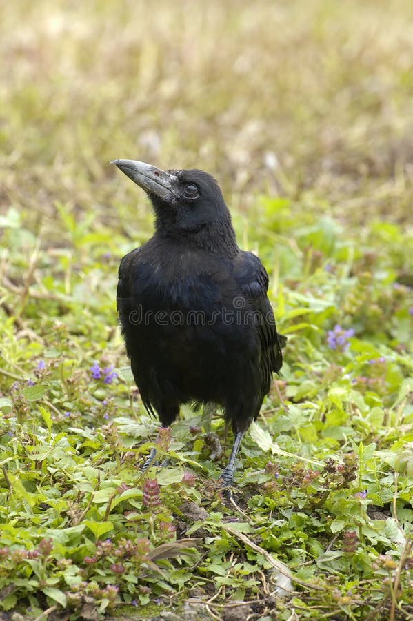 Juvenile Rook stock image. Image of crow, wild, british - 29902673