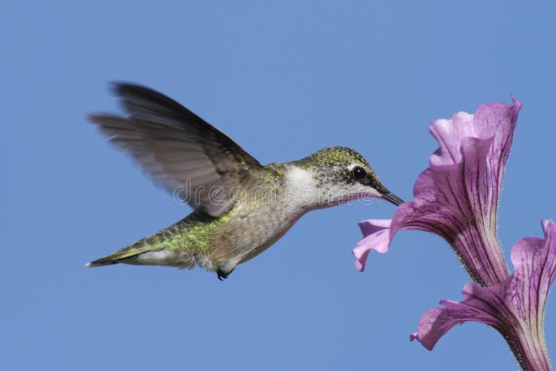 Juvenile Ruby-throated Hummingbird Stock Image - Image of wing, nature ...