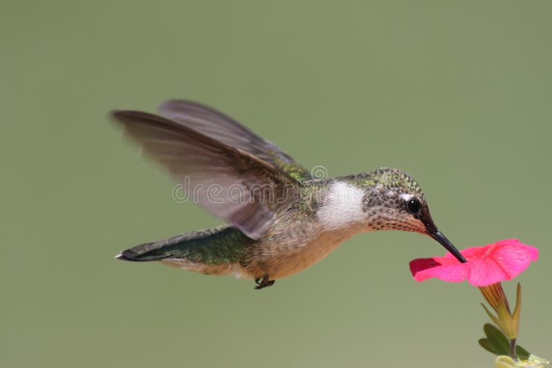 Juvenile Ruby-throated Hummingbird Stock Photo - Image of ruby, wing ...