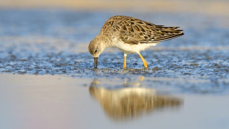 Juvenile Ruff in water stock photo. Image of ruff, single - 106207606