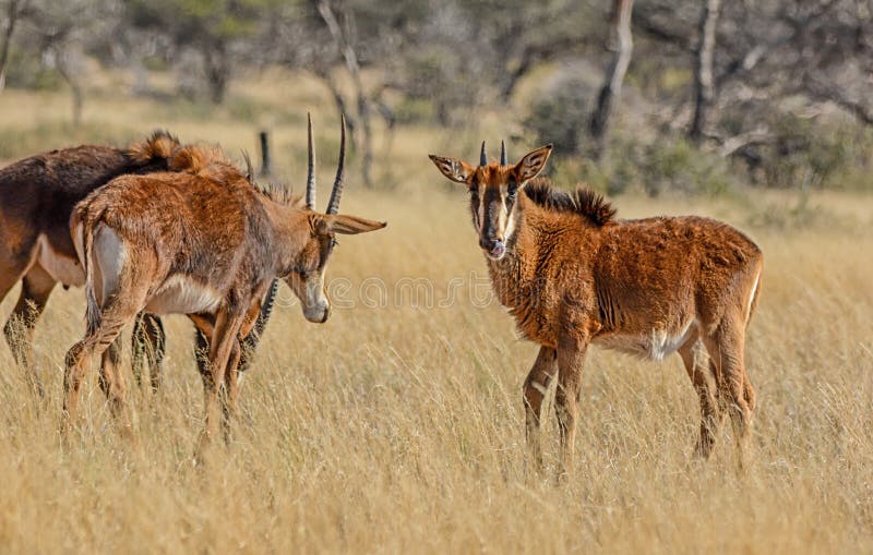 Juvenile Sable Antelope stock image. Image of safari - 92580063