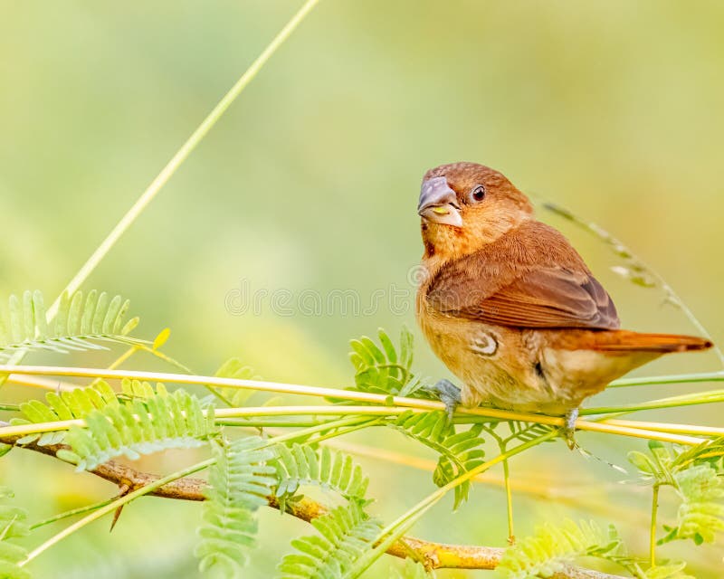 A Juvenile of Scally Munia Looking Back Stock Image - Image of creature ...