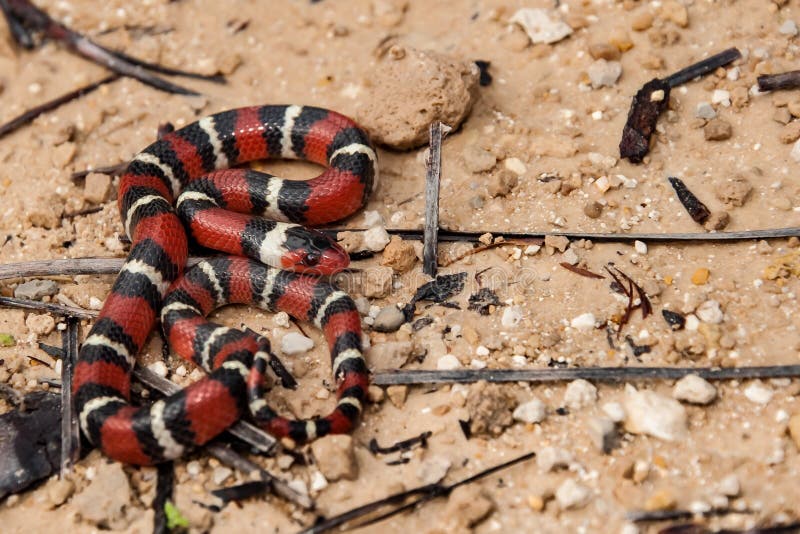 Juvenile Scarlet Kingsnake stock image. Image of flatwoods - 112495467