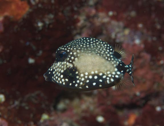 Juvenile Smooth Trunkfish-Lactophrys Triqueter Stock Image - Image of ...