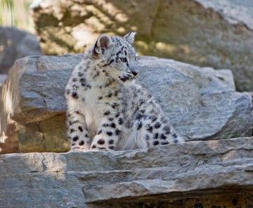 Juvenile snow leopard stock photo. Image of mammal, captive - 10884806