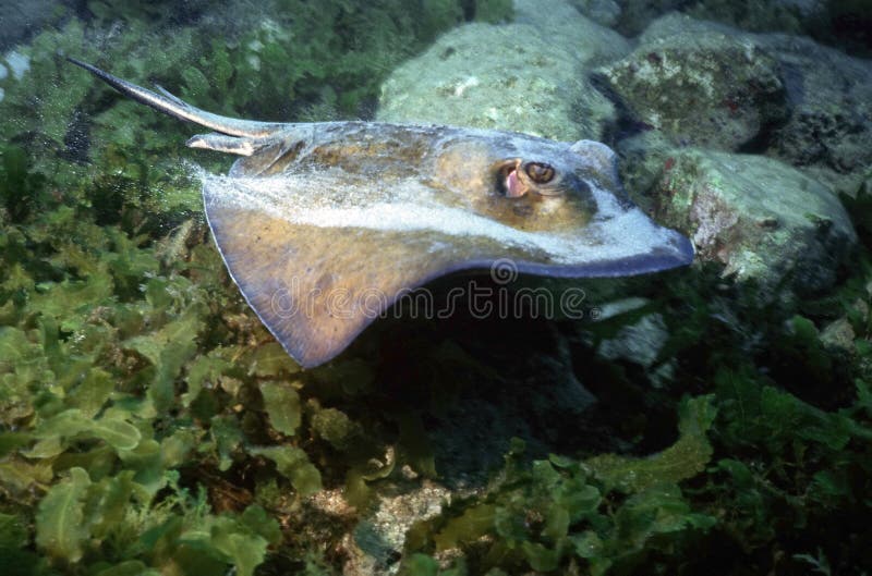 Pink Stingray Approaching the Camera Stock Photo - Image of marine ...