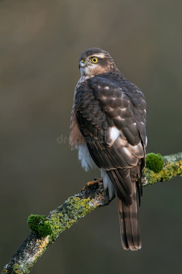 Juvenile Sparrowhawk, Accipiter Nisus Stock Photo - Image of creature ...