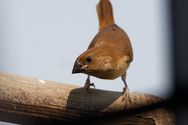 Spotted Munia on a Tree Branch Stock Photo - Image of branch, finch ...