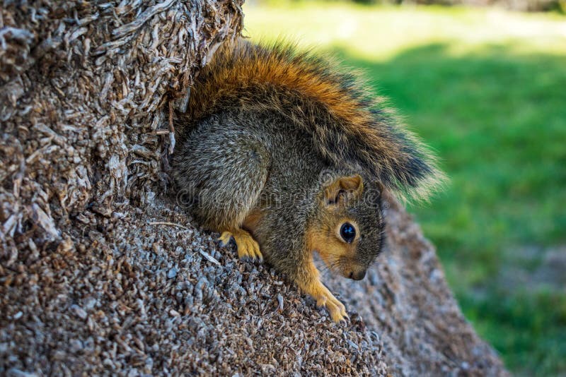 A Juvenile Squirrel with a Large Fluffed-out Tail Sits on a Palm Tree ...