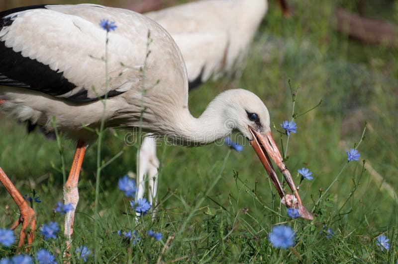 Stork eating in the garden stock image. Image of village - 218786381