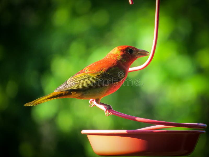 Juvenile summer tanager stock photo. Image of summer - 241144378