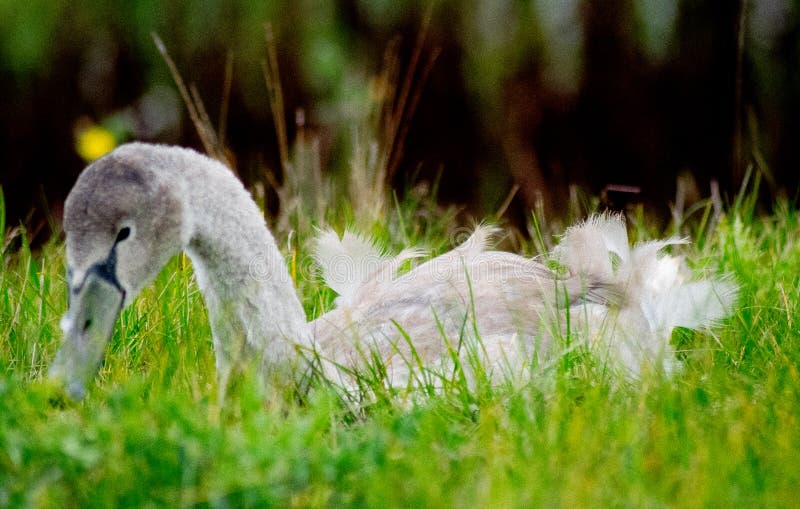Juvenile swan in the grass stock photo. Image of soft - 91509170
