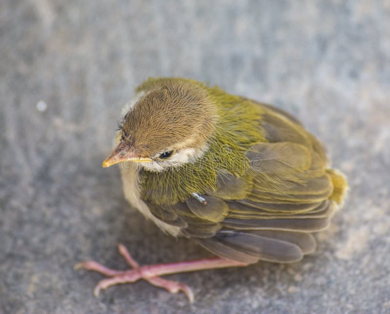 Baby Common tailorbird stock image. Image of alond, textured - 63189155