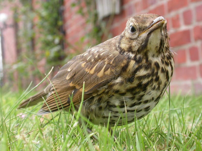 Juvenile Thrush 01 stock photo. Image of beak, animal, juvenile - 178414