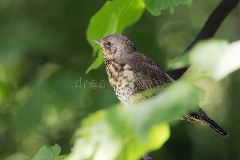 Juvenile Thrush on a Tree Branch Stock Photo - Image of wild, outdoor ...