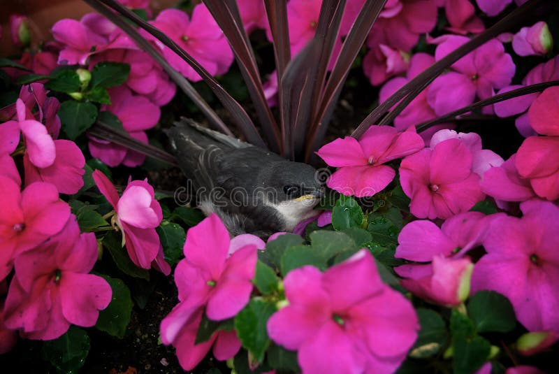 Juvenile Tree Swallow stock photo. Image of bird, migratory - 10246540