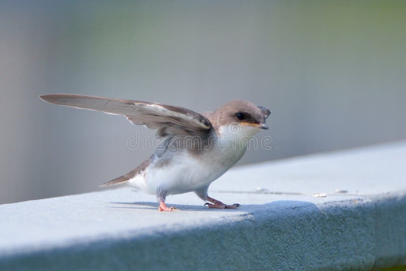 Tree Swallow stock photo. Image of bluebird, spring, bird - 19072366