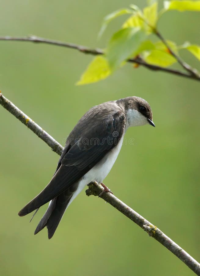 Tree Swallow or Tachycineta Bicolor in Spring Stock Image - Image of ...