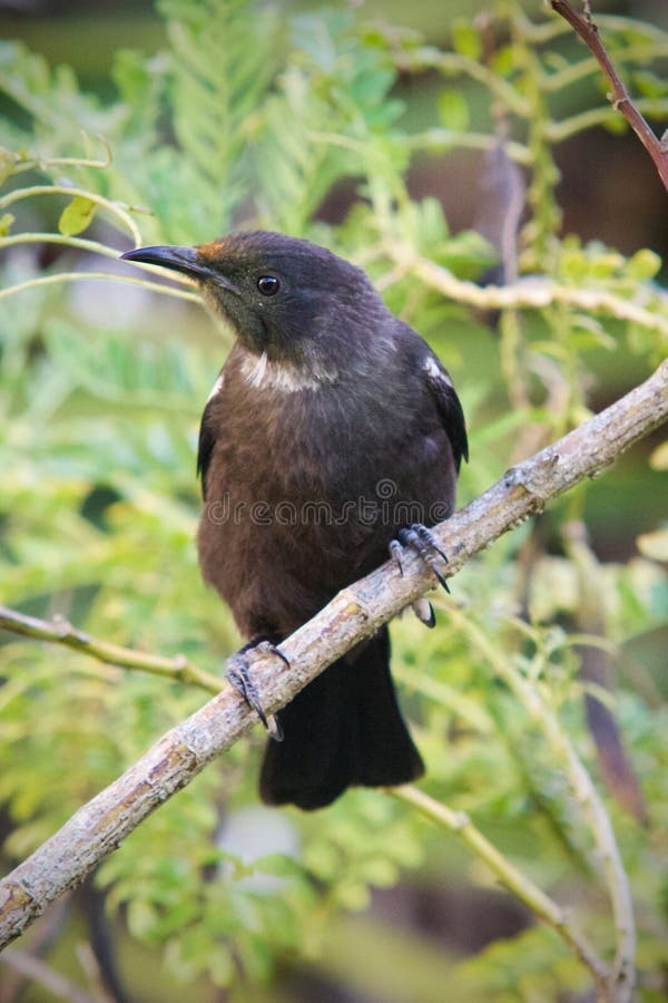 Juvenile Tui Bird stock photo. Image of young, profile - 395449326