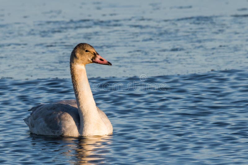 Juvenile Tundra Swan. stock image. Image of bill, swans - 104983591