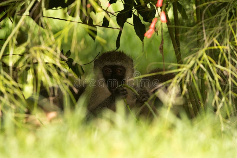 Juvenile Vervet Monkey Inside Bush Stock Photo - Image of tail, animal ...