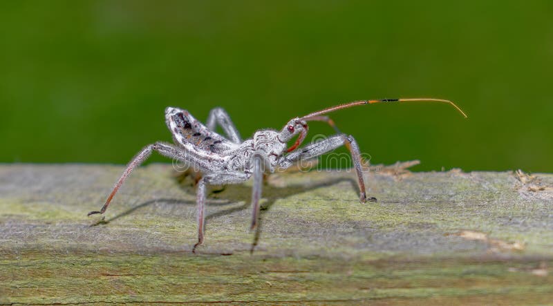 Juvenile assassin bug stock image. Image of harpactocorinae - 7892251 Juvenile assassin bug stock image. Image of harpactocorinae - 7892251