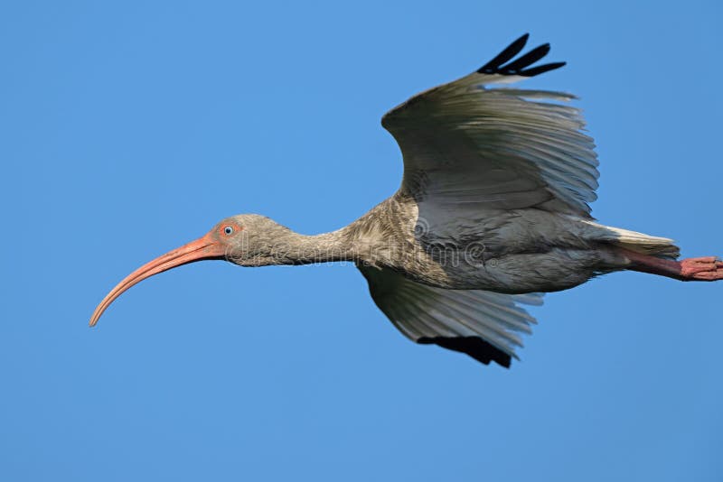 Juvenile White Ibis in Flight Stock Photo - Image of shore, feather ...