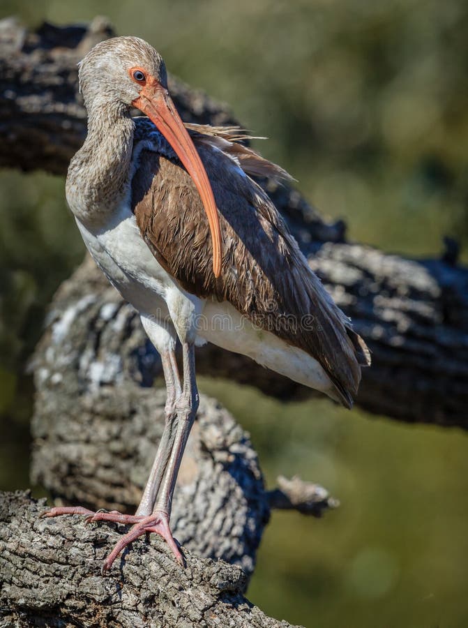 Juvenile White Ibis Stock Photos - Download 426 Royalty Free Photos