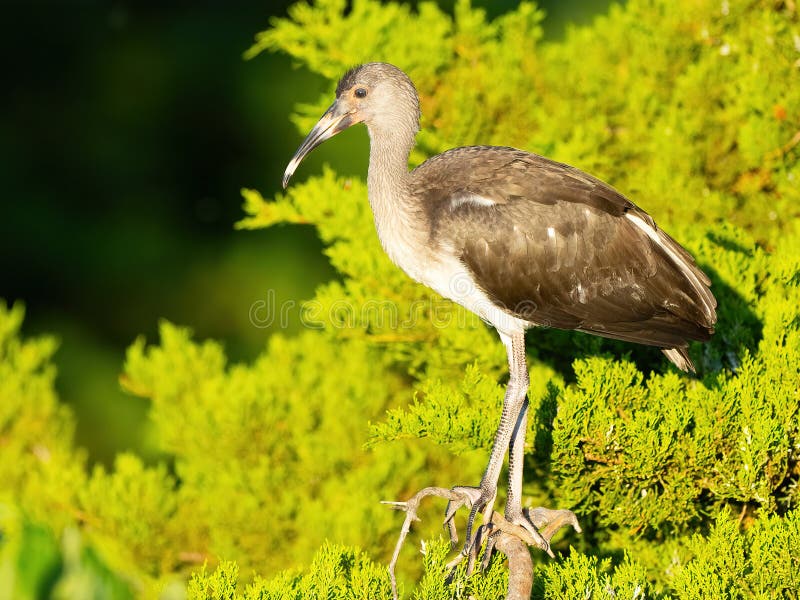 A Juvenile White Ibis Standing in Tree Stock Photo - Image of ibis ...
