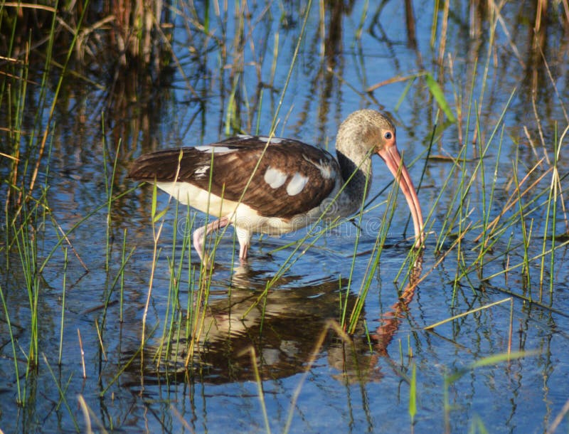 Juvenile White Ibis stock photo. Image of feathersn, everglades - 97193304