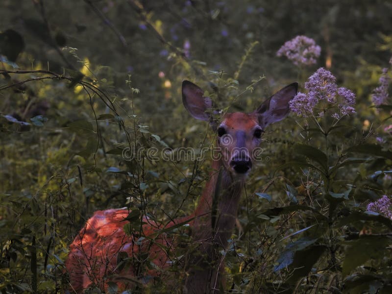 Juvenile White-Tailed Deer on the Prairie Stock Photo - Image of ...
