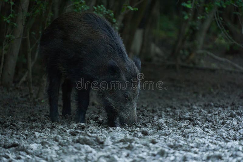 Juvenile Wild Hog in the Forest Stock Photo - Image of hunting, hunt ...