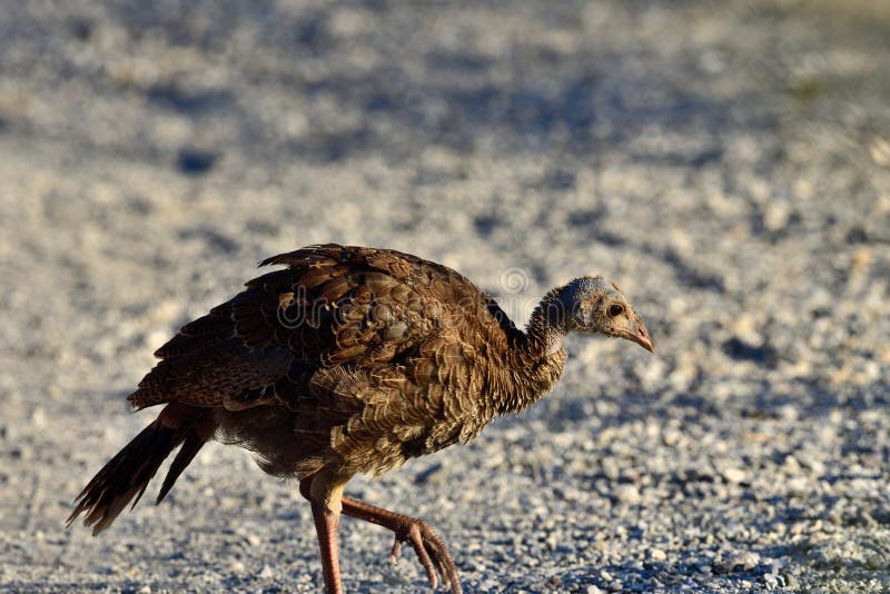 A Juvenile Wild Turkey Flapping Wings Stock Image - Image of wings ...