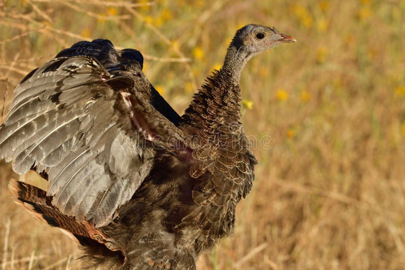 A Juvenile Wild Turkey Flapping Wings Stock Image - Image of wing ...