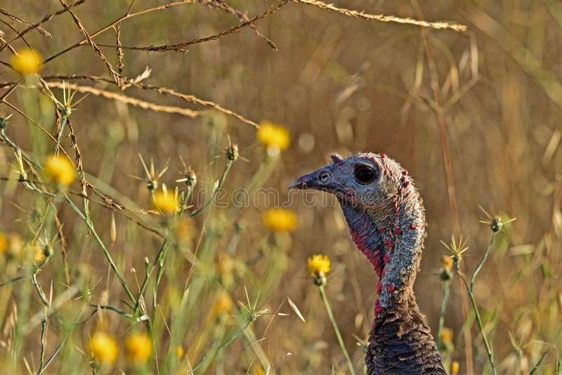 A Juvenile Wild Turkey Flapping Wings Stock Image - Image of wings ...