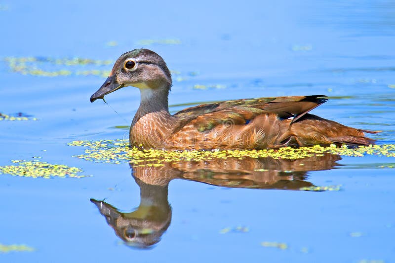 Juvenile Wood Duck stock photo. Image of chick, young - 25708082