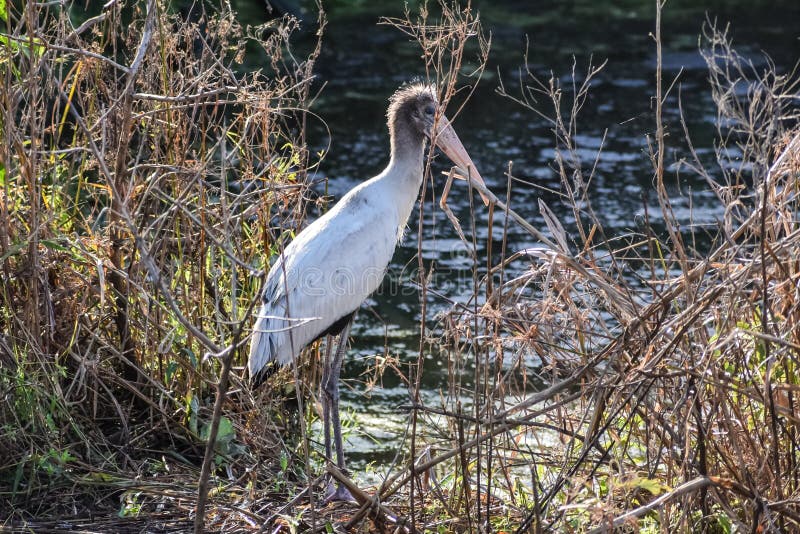 Juvenile Wood Stork in the Swamp Stock Photo - Image of egret, ardea ...