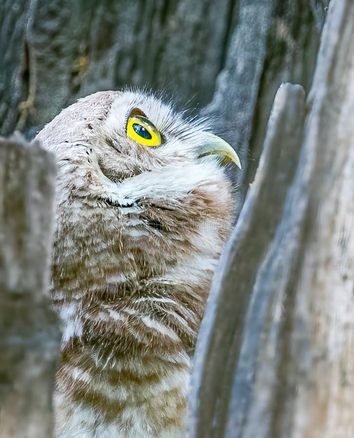 A Juvenile Wool Neck Stork Looking Up Stock Image - Image of outdoors ...