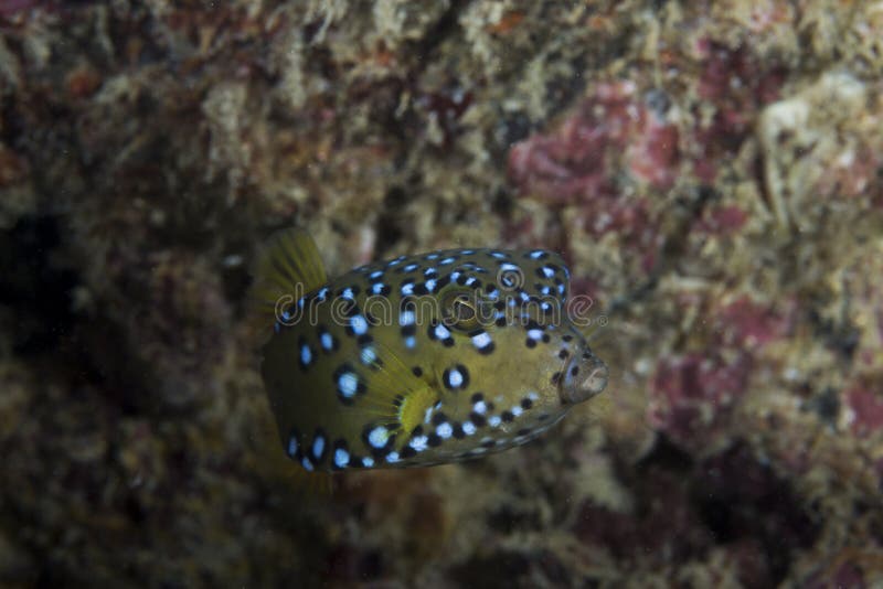 Juvenile yellow boxfish stock image. Image of black, tropical - 73207545
