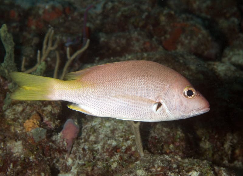 Blubberlip Snapper (lutanus Rivulatus) Stock Image - Image of ocean ...
