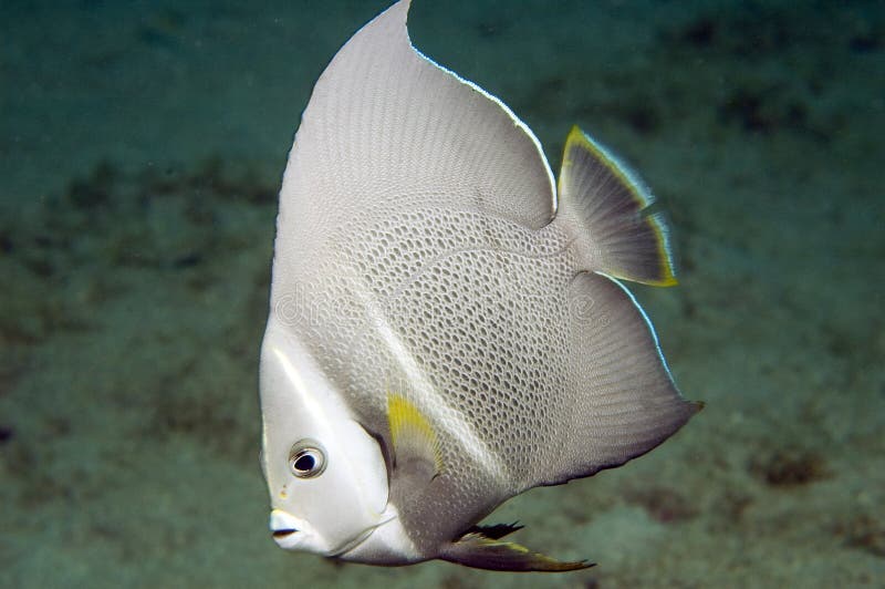 Juvenille Gray Angelfish stock photo. Image of tails, sealife - 7397194