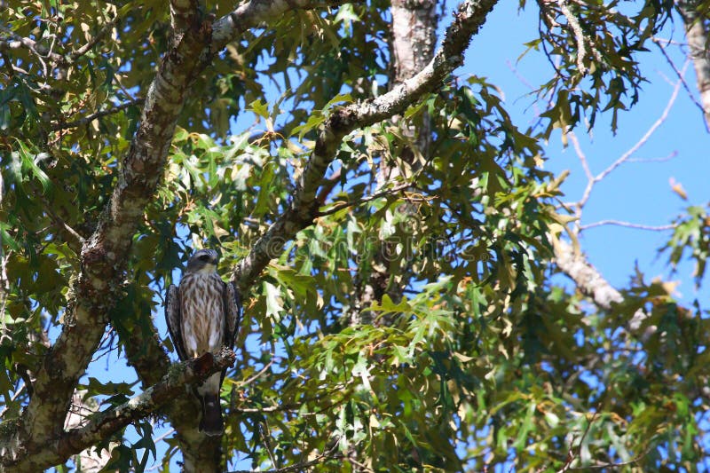Juvenille Mississippi Kite stock image. Image of afternoon - 134257623
