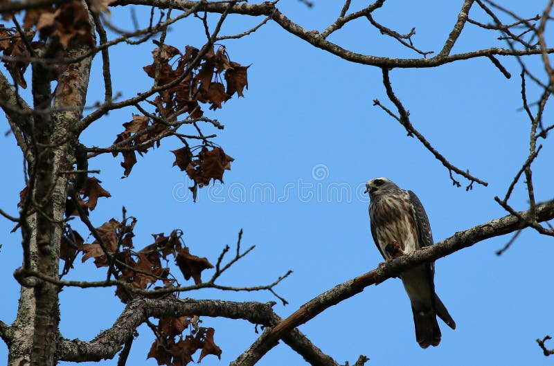 Juvenille Mississippi Kite stock photo. Image of kite - 134257662