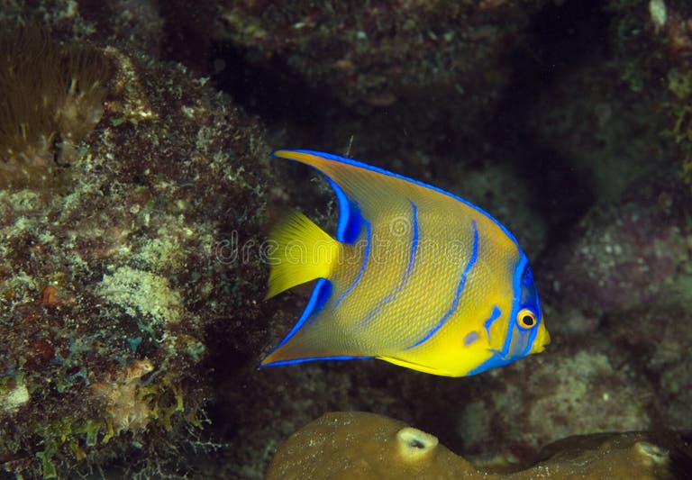 Juvenille Queen Angelfish stock photo. Image of fish, tails - 7293064