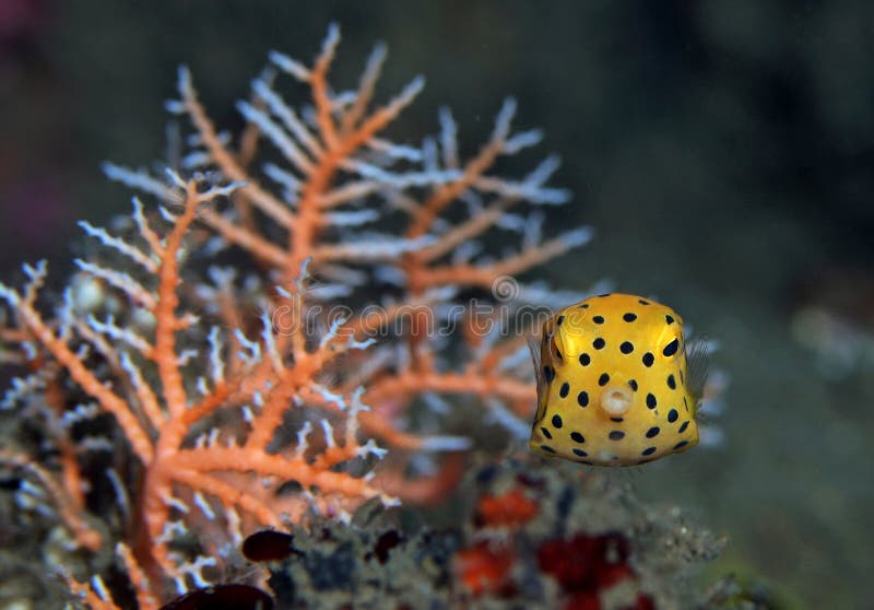 Giant Pufferfish stock image. Image of scuba, natural - 15042255