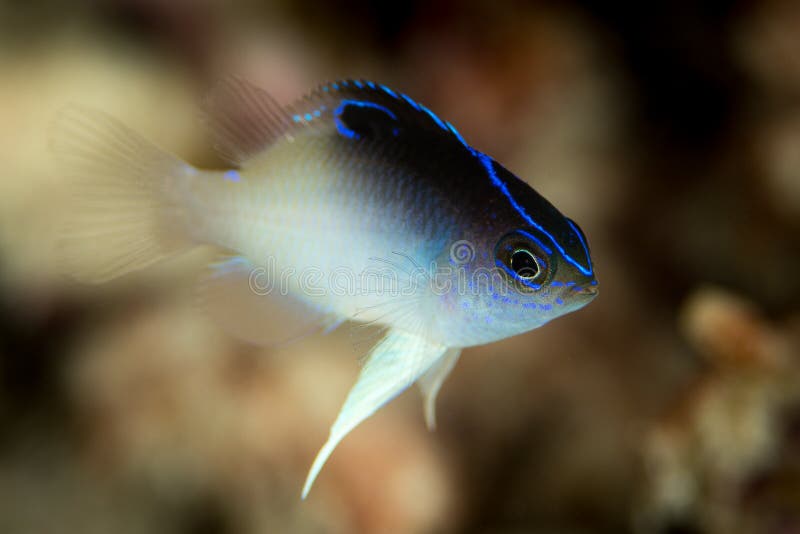 Peixe-macaco Azul-juvenil Trivalente Imagem de Stock - Imagem de oceano ...