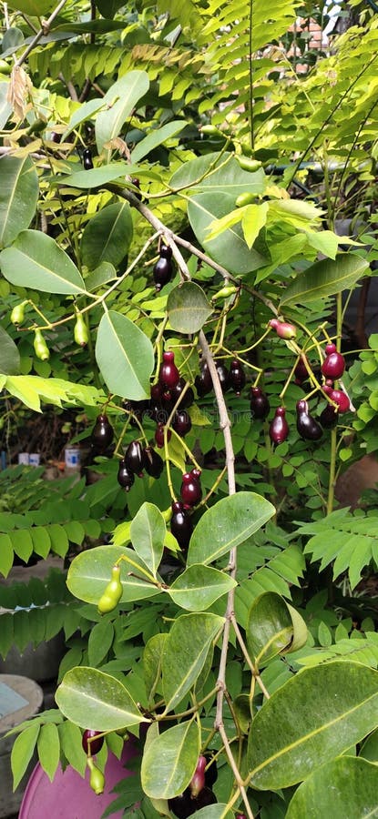 Juwet of tree asia stock photo. Image of tree, indonesia - 304934252