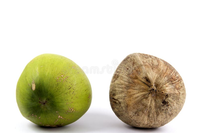 Juxtapose - Differences in the Age Coconut Stock Image - Image of ...