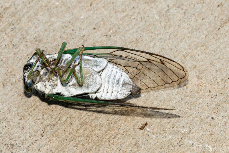 Juxtaposition of Very Large and Very Small. Stock Photo - Image of ...