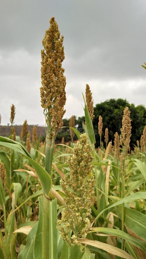 Jwar stock photo. Image of summer, jwar, alone, sunrise - 125888612